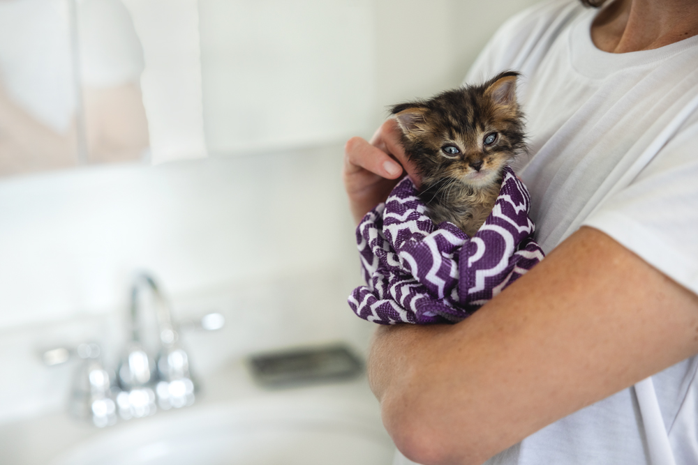 Client Spotlight: Cleveland Animal Protective League - Sweeney